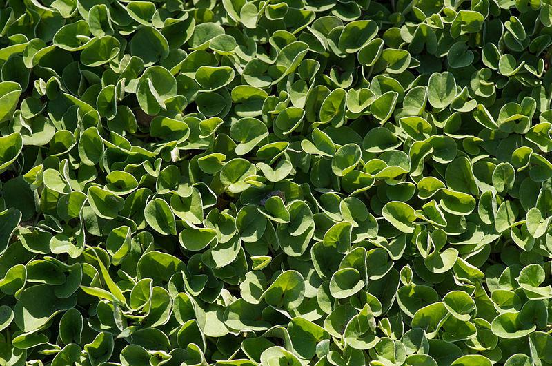 Kidney Weed (Dichondra repens) - Garden.org