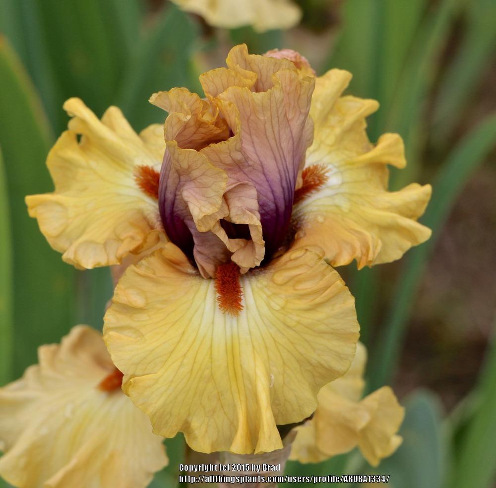 Photo of the bloom of Tall Bearded Iris (Iris 'Desert Moth') posted by ...
