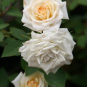 Rose (Rosa 'Innocence') in the Roses Database - Garden.org