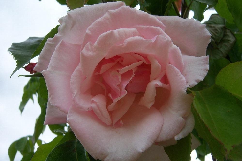 Photo of the bloom of Rose (Rosa 'Belle Portugaise') posted by admin ...
