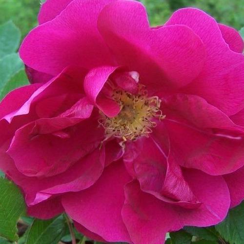 Rose (Rosa 'Berger's Erfolg') in the Roses Database - Garden.org