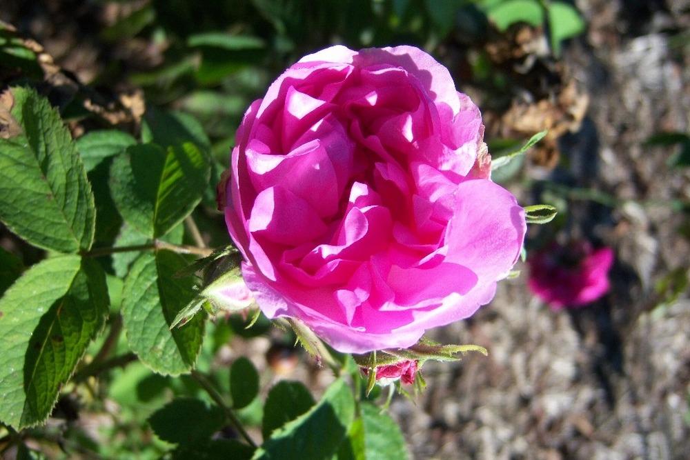 Rose (Rosa 'Bernard') in the Roses Database - Garden.org