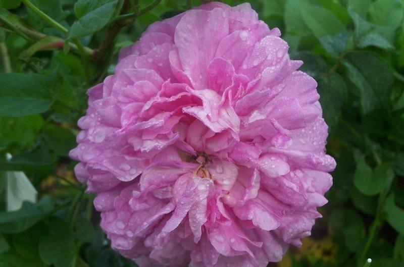 Rose (Rosa 'Belle Helene') in the Roses Database - Garden.org