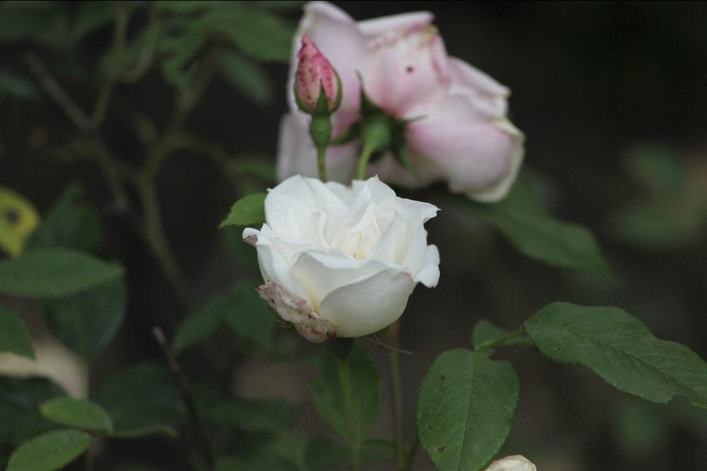 Rose (Rosa 'Benoit Pernin') in the Roses Database - Garden.org