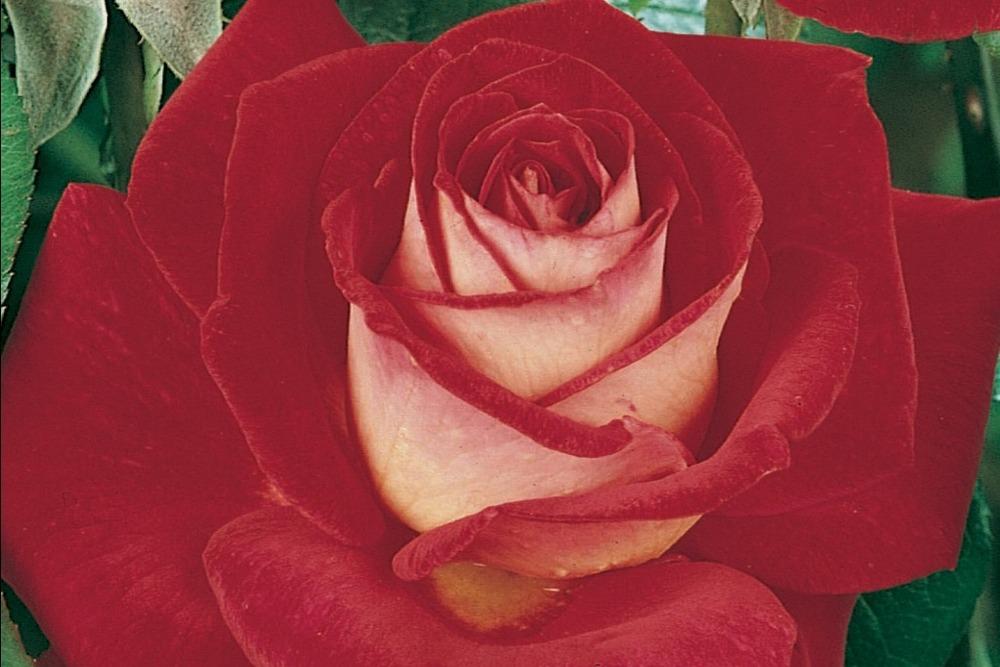 Photo of the bloom of Rose (Rosa 'Bicolette') posted by admin - Garden.org