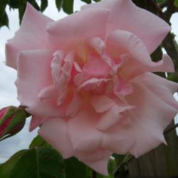 Rose (Rosa 'Belle Portugaise') in the Roses Database - Garden.org