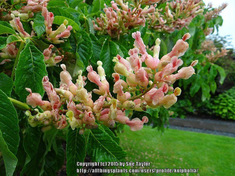 Photo of the bloom of Chestnut (Aesculus x mutabilis 'Induta') posted ...