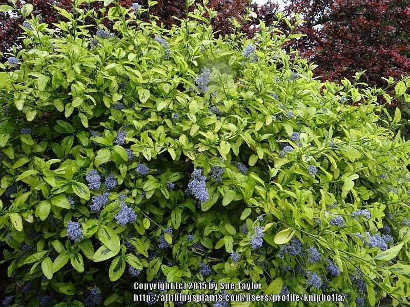 Photo of the entire plant of Californian Lilac (Ceanothus 'Pershore ...
