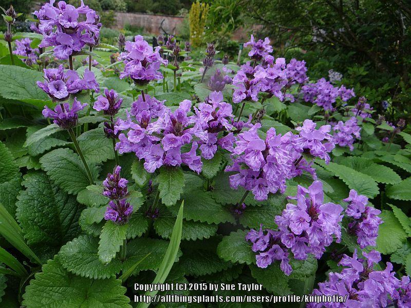 Big Betony (Betonica macrantha 'Superba') - Garden.org