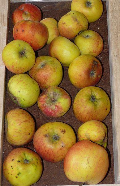 Apple (Malus domestica 'Carroll') in the Apples Database - Garden.org