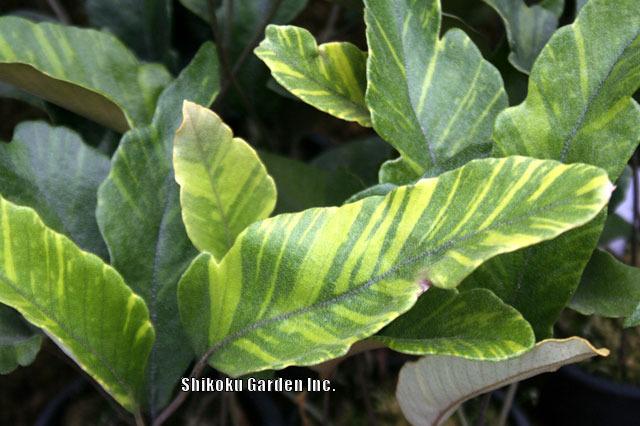 Tongue Fern (Pyrrosia lingua 'Ogon Nishiki') - Garden.org
