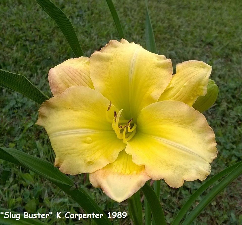 Photo of the bloom of Daylily (Hemerocallis 'Slug Buster') posted by ...