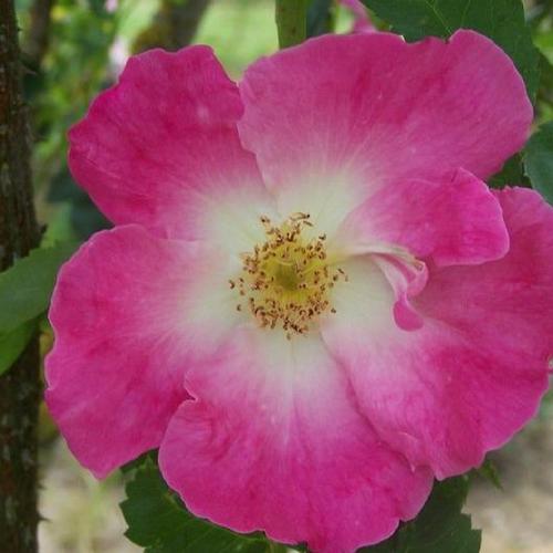 Rose (Rosa 'Beth') in the Roses Database - Garden.org