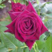 Photo of the bloom of Rose (Rosa 'Black Baccara') posted by Eric_C ...