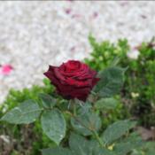 Photo of the bloom of Rose (Rosa 'Black Baccara') posted by Eric_C ...