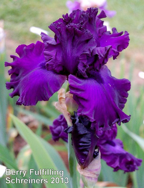 Photo of the bloom of Tall Bearded Iris (Iris 'Berry Fulfilling ...