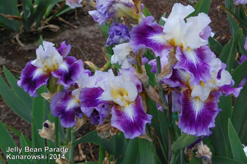 Photo of the bloom of Tall Bearded Iris (Iris 'Jelly Bean Parade ...