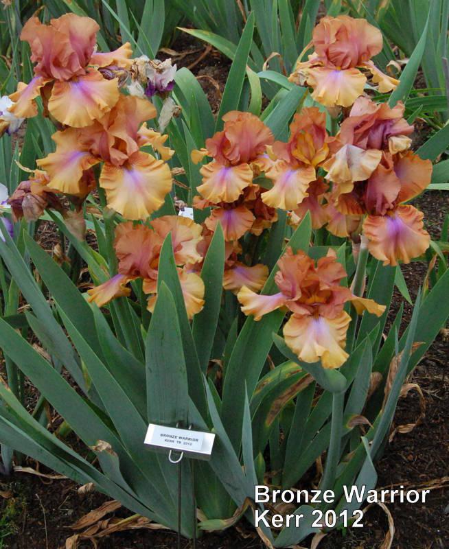 Photo of the entire plant of Tall Bearded Iris (Iris 'Bronze Warrior ...