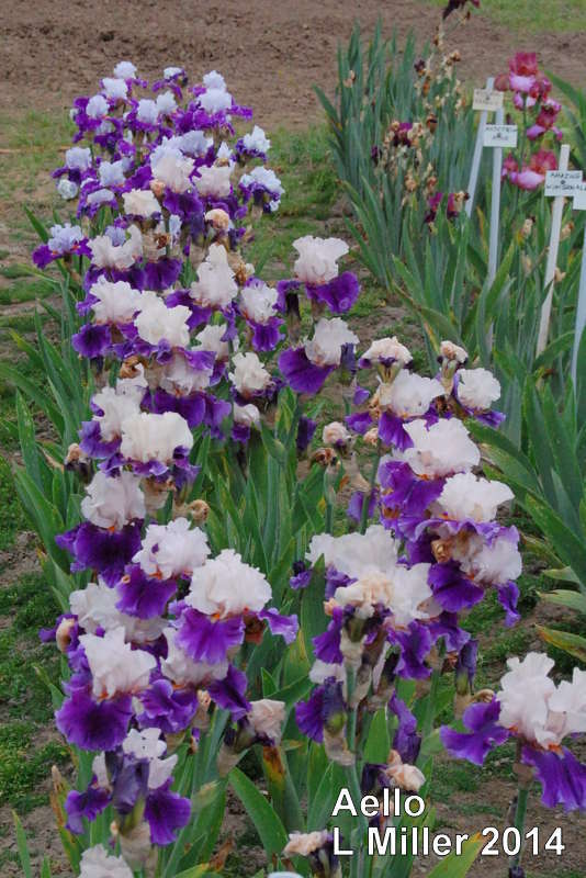 Photo of the entire plant of Tall Bearded Iris (Iris 'Aello') posted by ...
