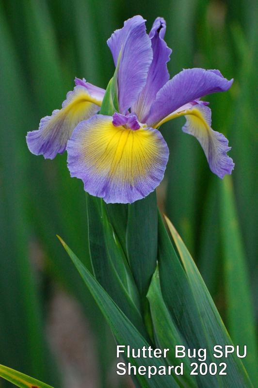 Spuria Iris (Iris 'Flutter Bug') in the Irises Database - Garden.org