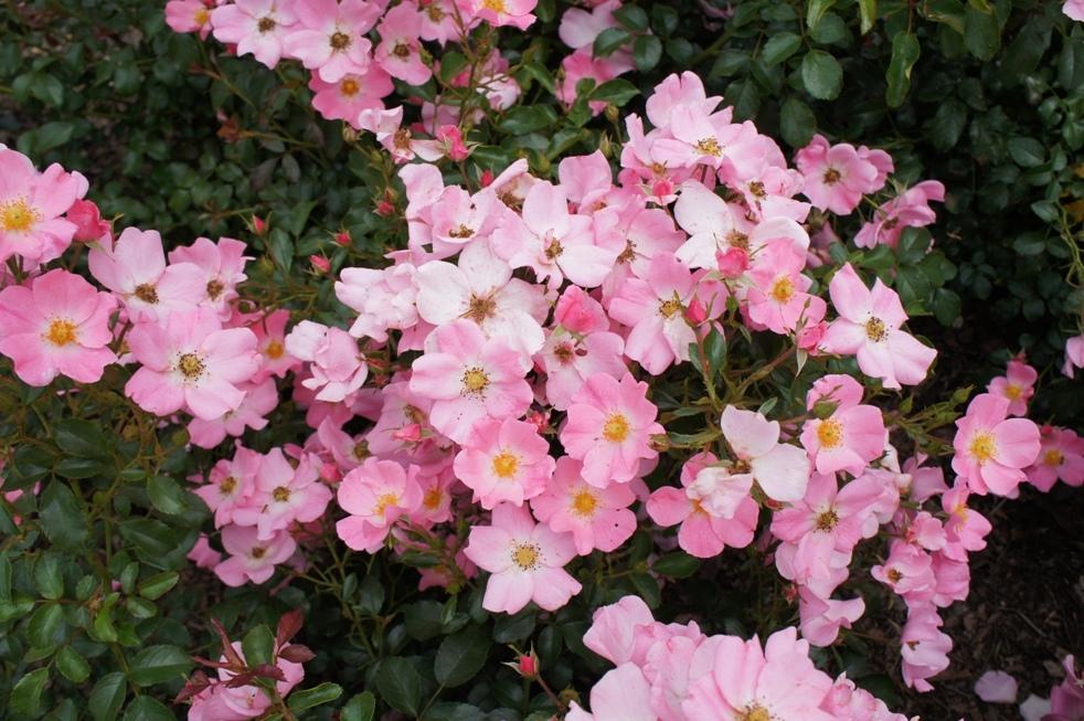 Rose (Rosa 'Fortuna Vigorosa') in the Roses Database - Garden.org