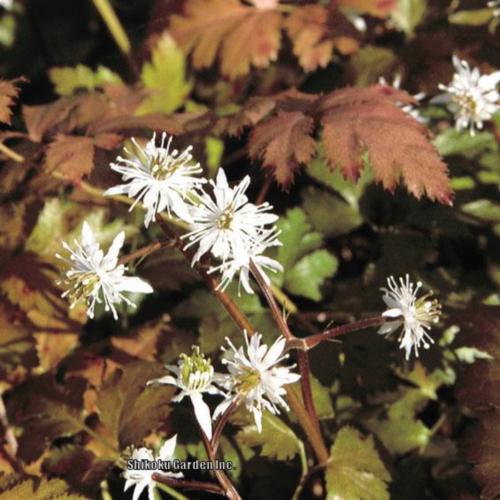 Coptis japonica var. dissecta - Garden.org