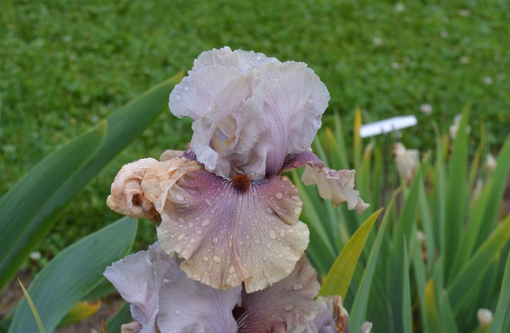 Tall Bearded Iris (Iris 'Toad') in the Irises Database - Garden.org
