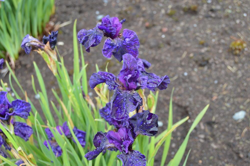 Siberian Iris (Iris 'Bat Wings') in the Irises Database - Garden.org