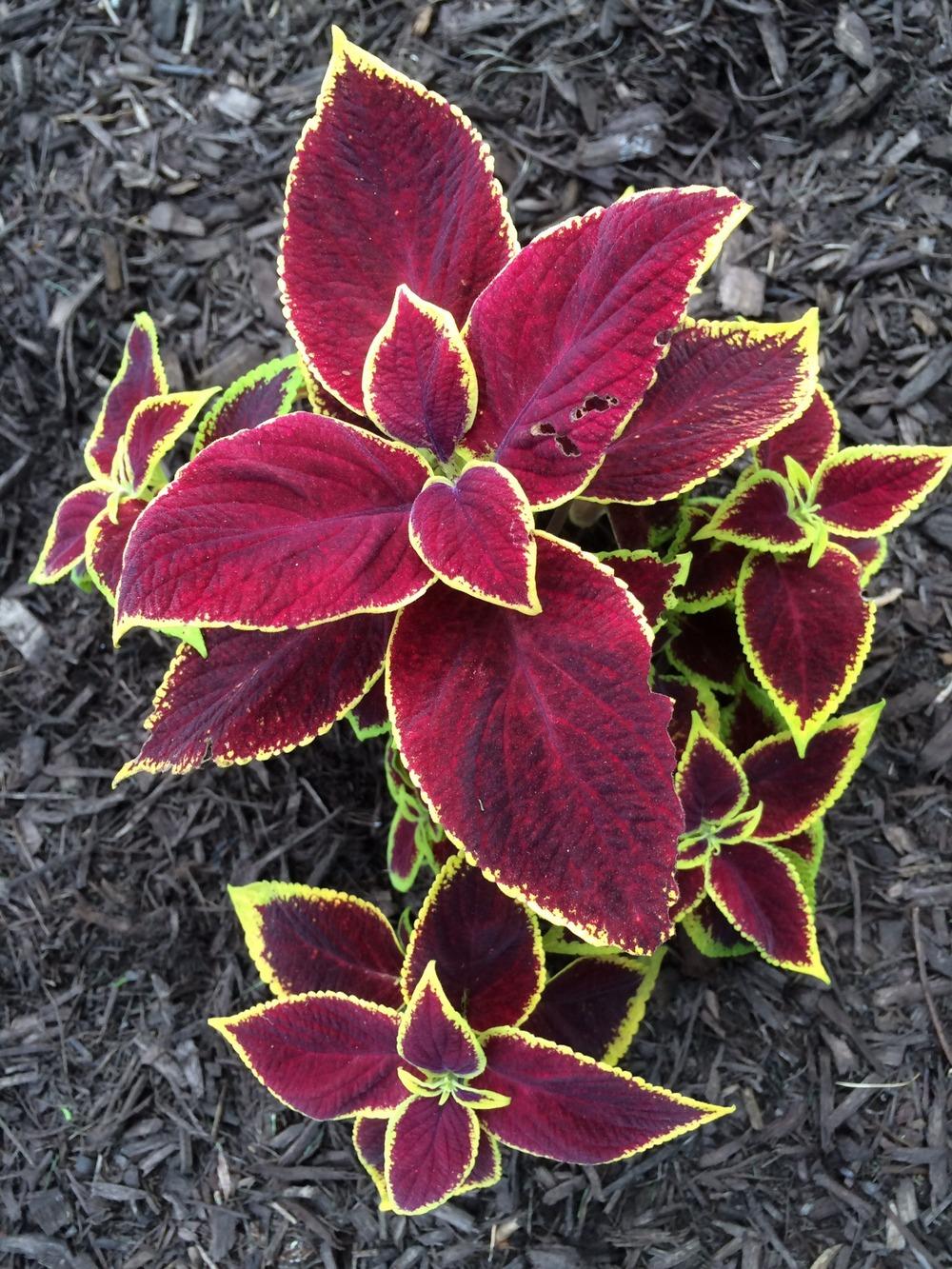 Coleus (Coleus scutellarioides 'Versa Crimson Gold') in the Coleus ...