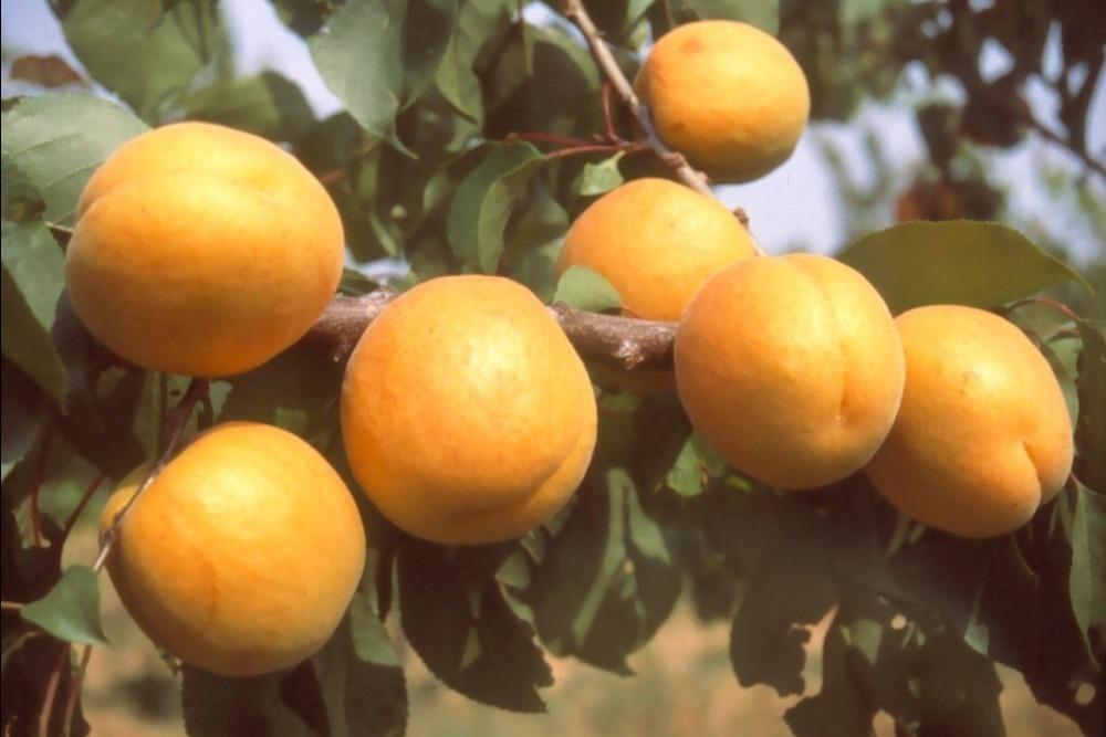 Apricots: Plant Care and Collection of Varieties - Garden.org