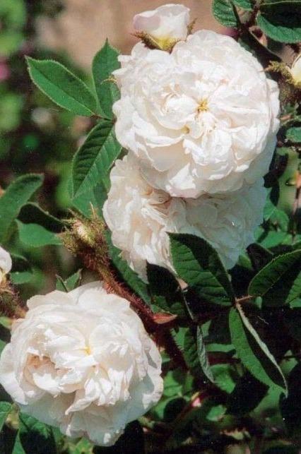Photo of the bloom of Rose (Rosa 'Blanche Moreau') posted by admin ...