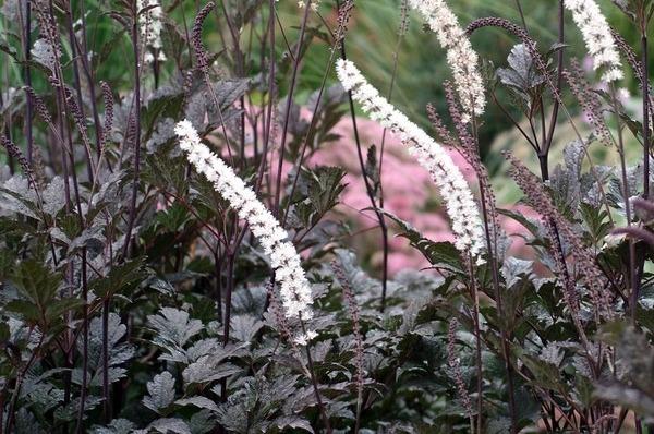 Photo of the entire plant of Bugbane (Actaea racemosa 'Atropurpurea ...