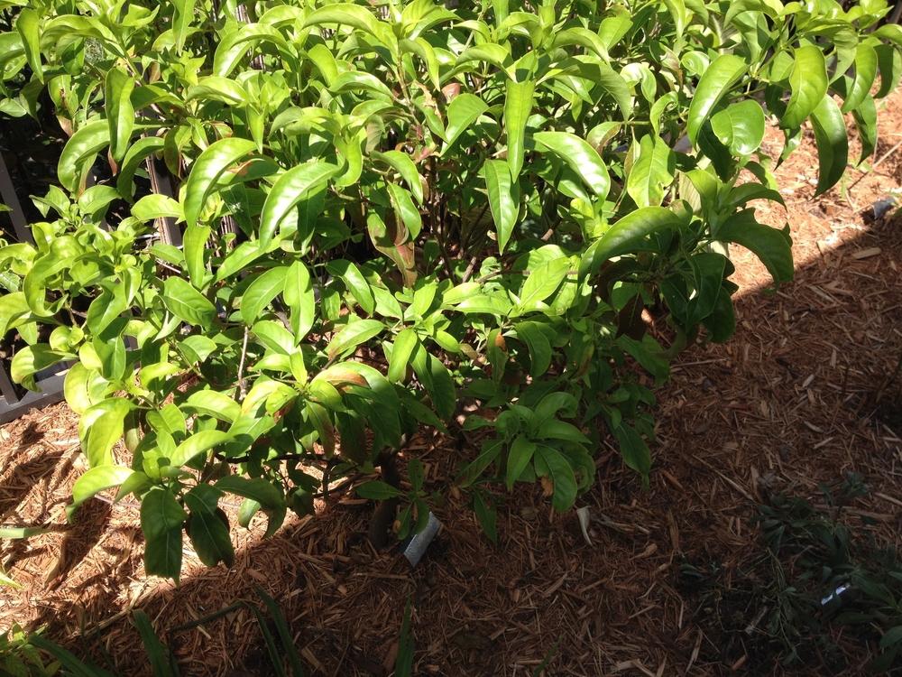 Bahama Firebush (Hamelia cuprea) - Garden.org