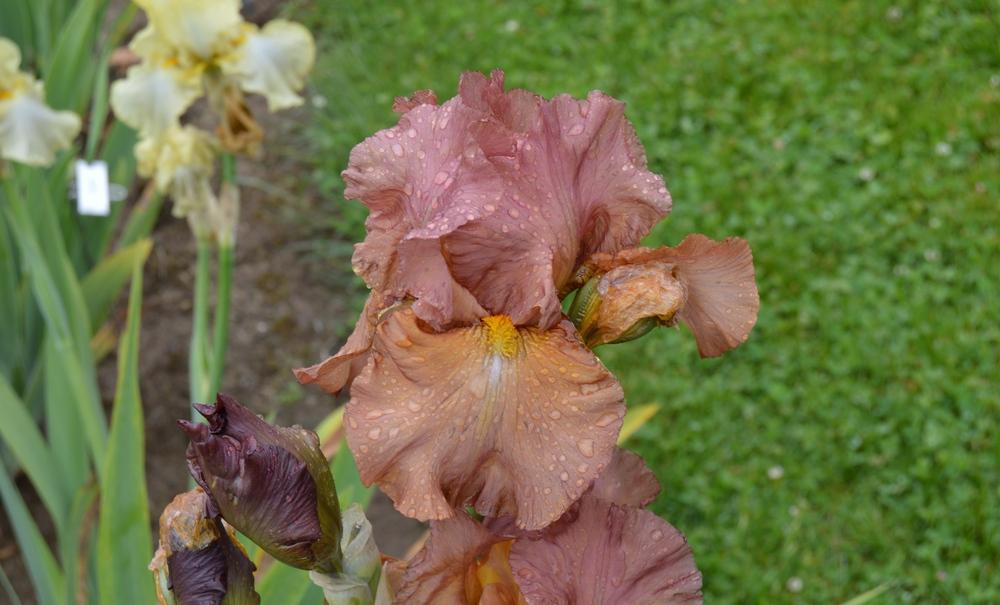 Tall Bearded Iris (Iris 'Classical Brass') in the Irises Database ...