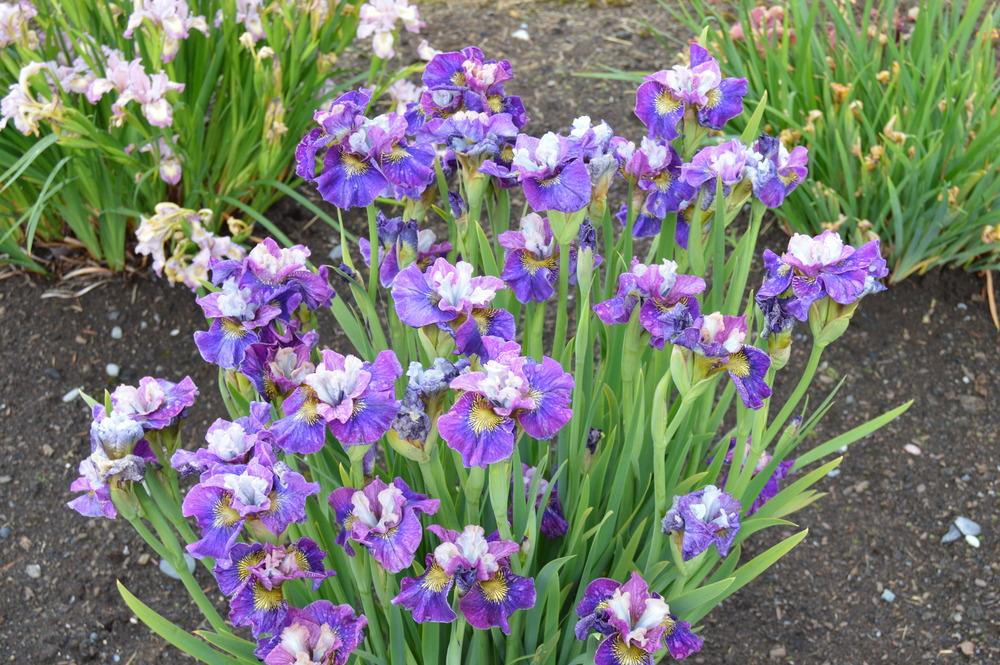 Photo of the bloom of Siberian Iris (Iris 'On Mulberry Street') posted ...