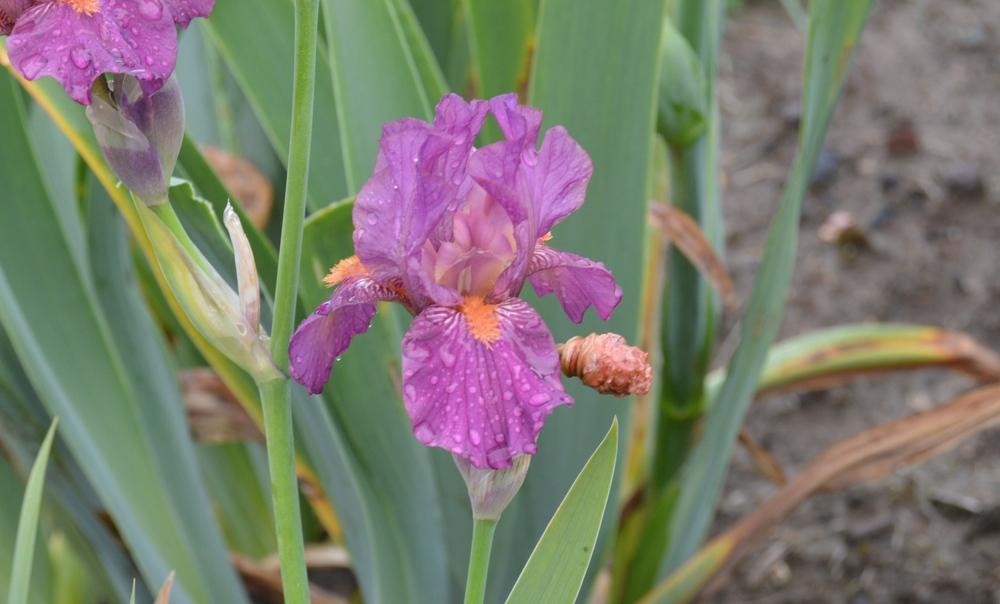 Miniature Tall Bearded Iris (Iris 'Raspberry Shocker') in the Irises ...