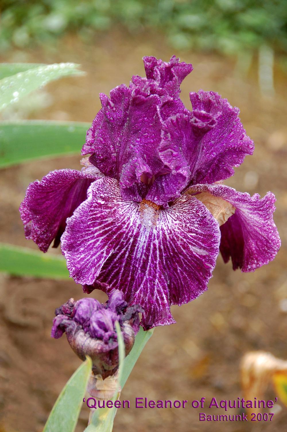 2015 American Iris Society Convention, Portland, Oregon in the Irises ...
