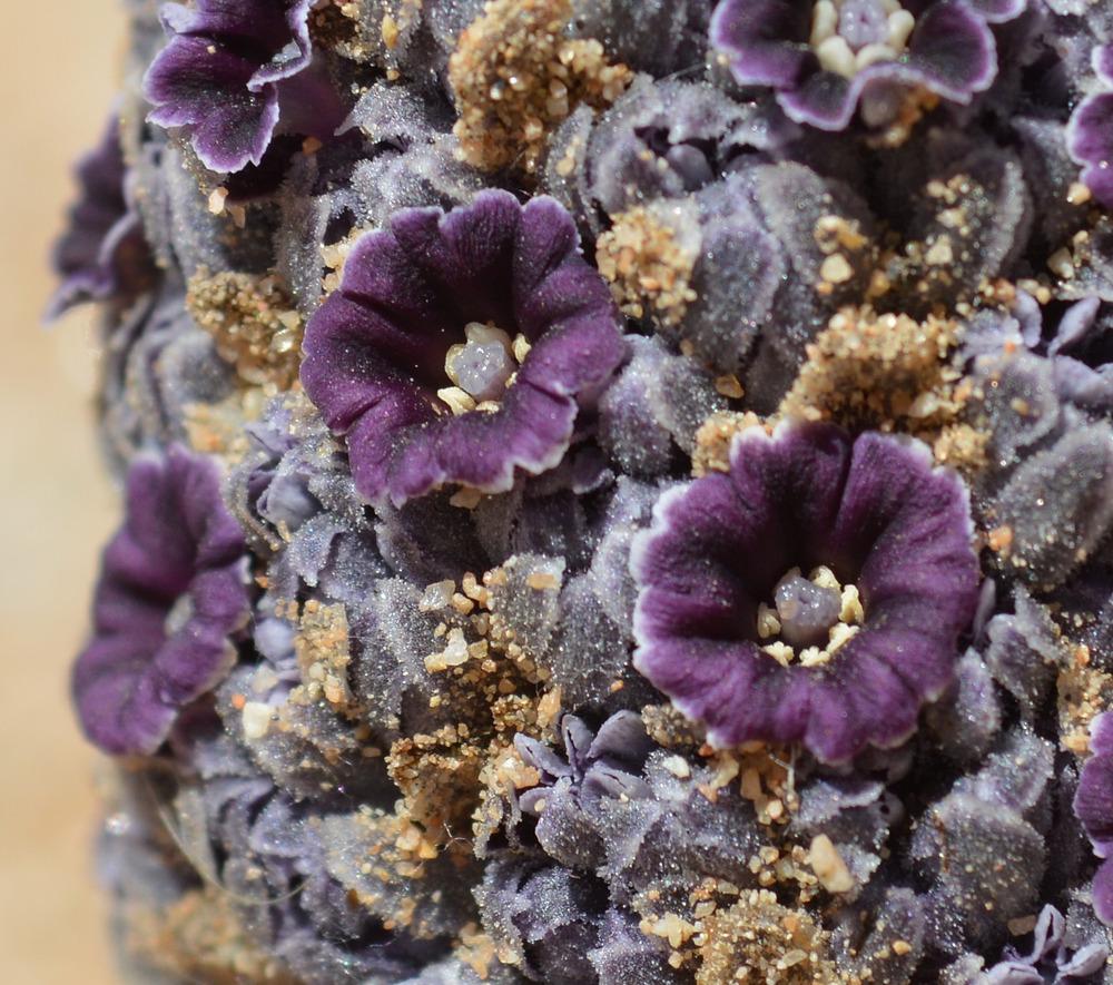 Desert Christmas Tree (Pholisma arenarium) - Garden.org