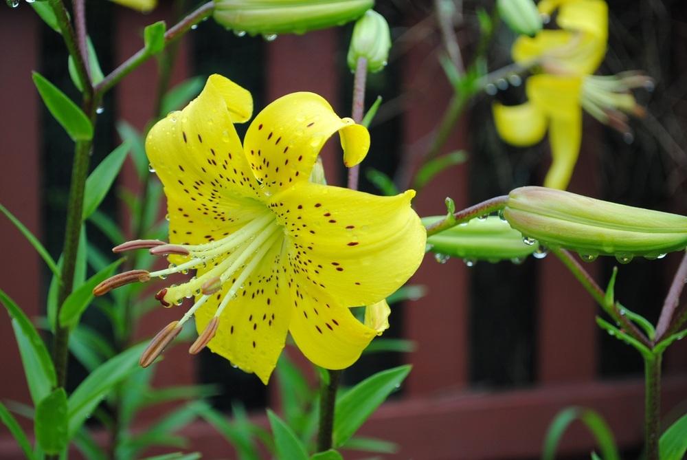 Lilies: Plant Care and Collection of Varieties - Garden.org