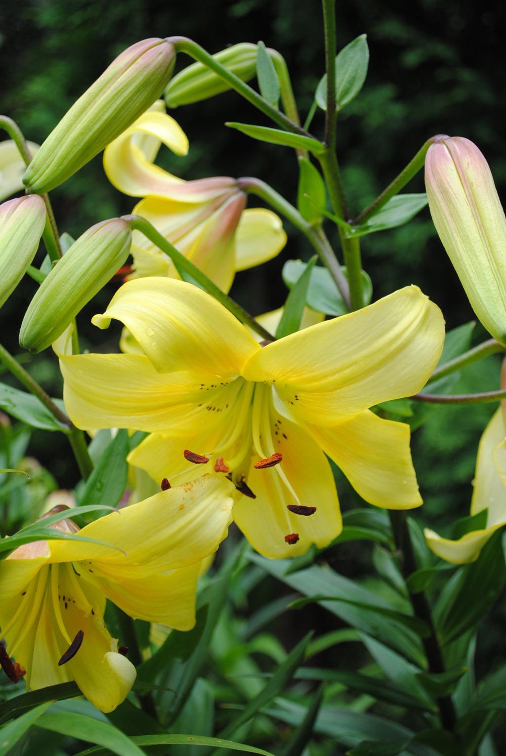 Lily (Lilium 'Yellow Whoppers') in the Lilies Database - Garden.org