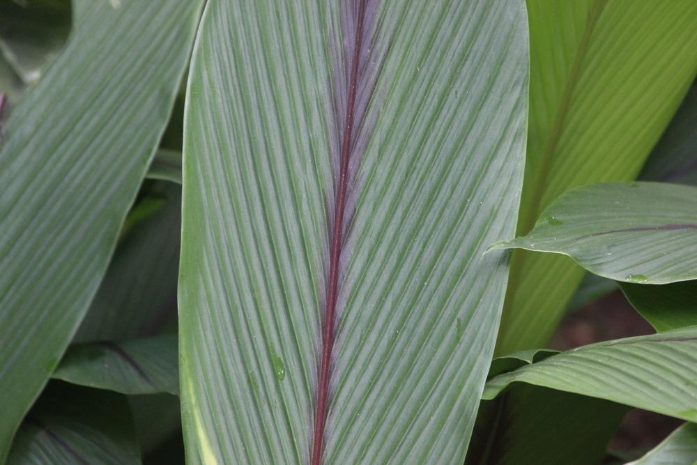 Hidden Ginger (Curcuma rubescens) - Garden.org