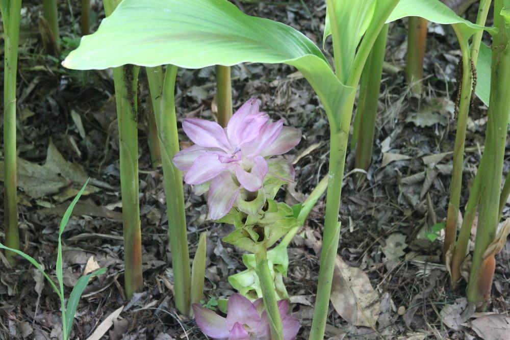 Ginger (Curcuma elata 'Giant Plume') - Garden.org