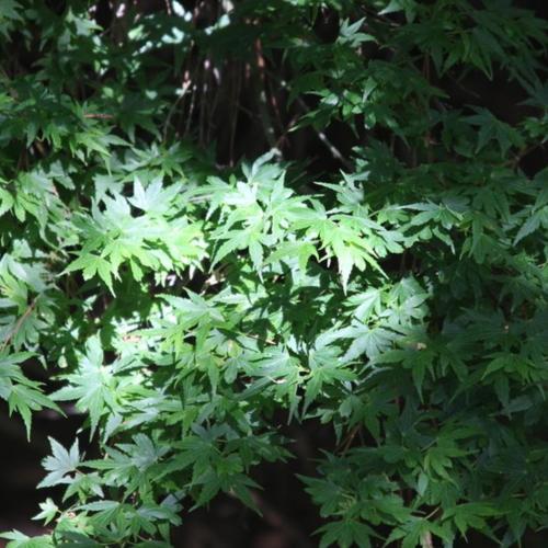 Japanese Maple (Acer palmatum 'Coonara Pygmy') - Garden.org