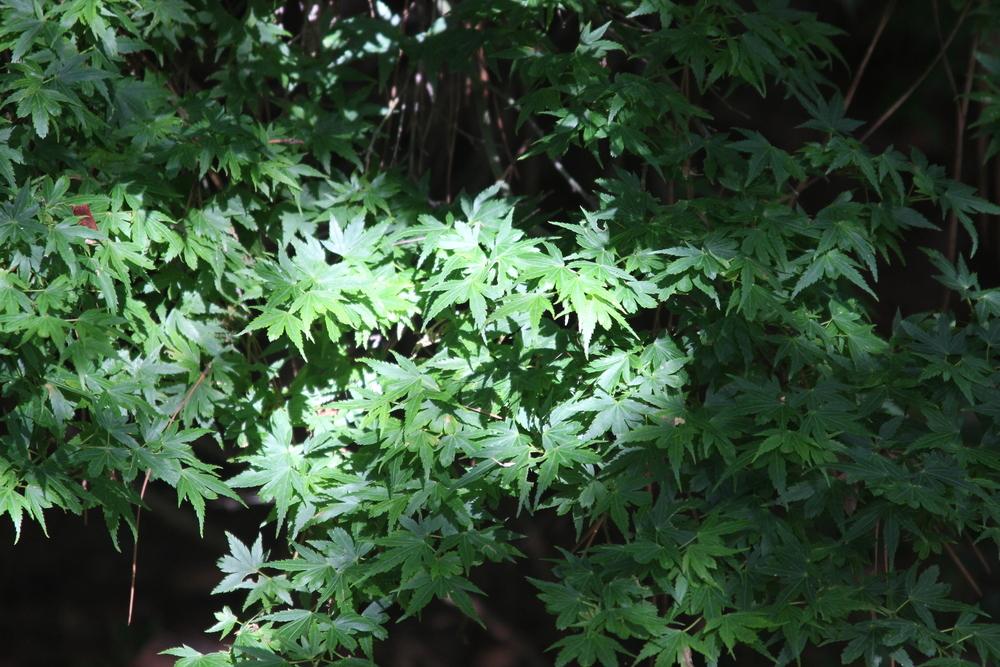 Japanese Maple (Acer palmatum 'Coonara Pygmy') - Garden.org