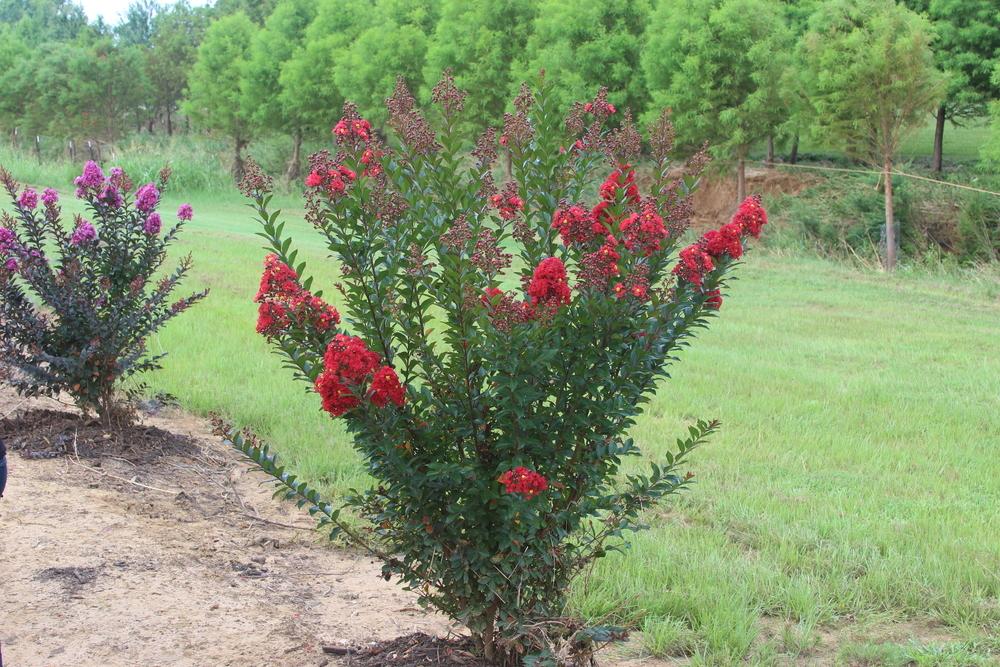 Photo of the entire plant of Crepe Myrtle (Lagerstroemia Enduring ...