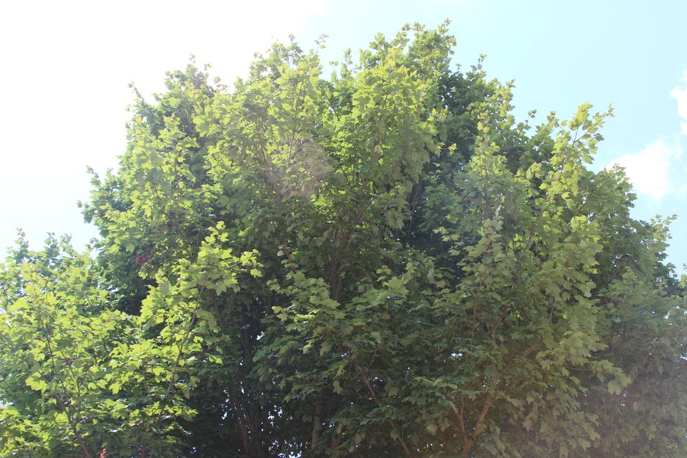 Photo of the leaves of Mexican Sugar Maple (Acer saccharum subsp ...