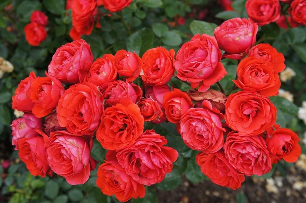 Photo of the bloom of Rose (Rosa 'Chica Flower Circus') posted by ...