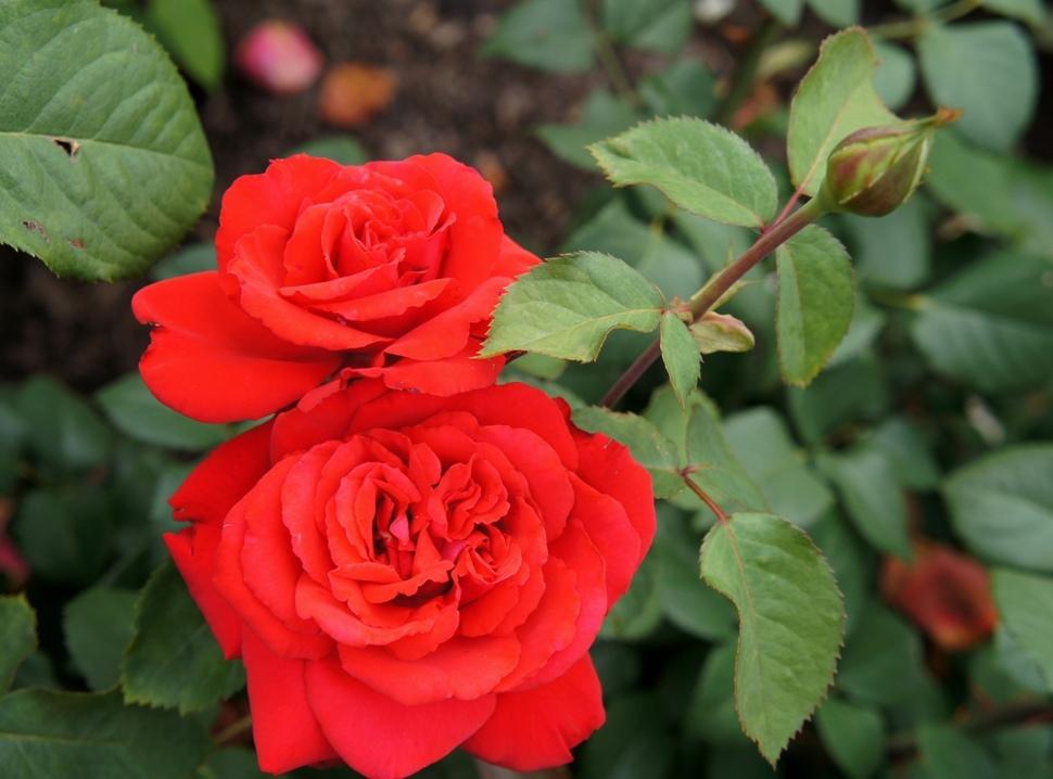 Photo of the bloom of Rose (Rosa 'Grande Amore') posted by skylark ...