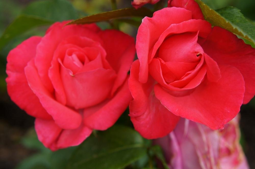 Photo of the bloom of Rose (Rosa 'Cherry Lady') posted by skylark ...