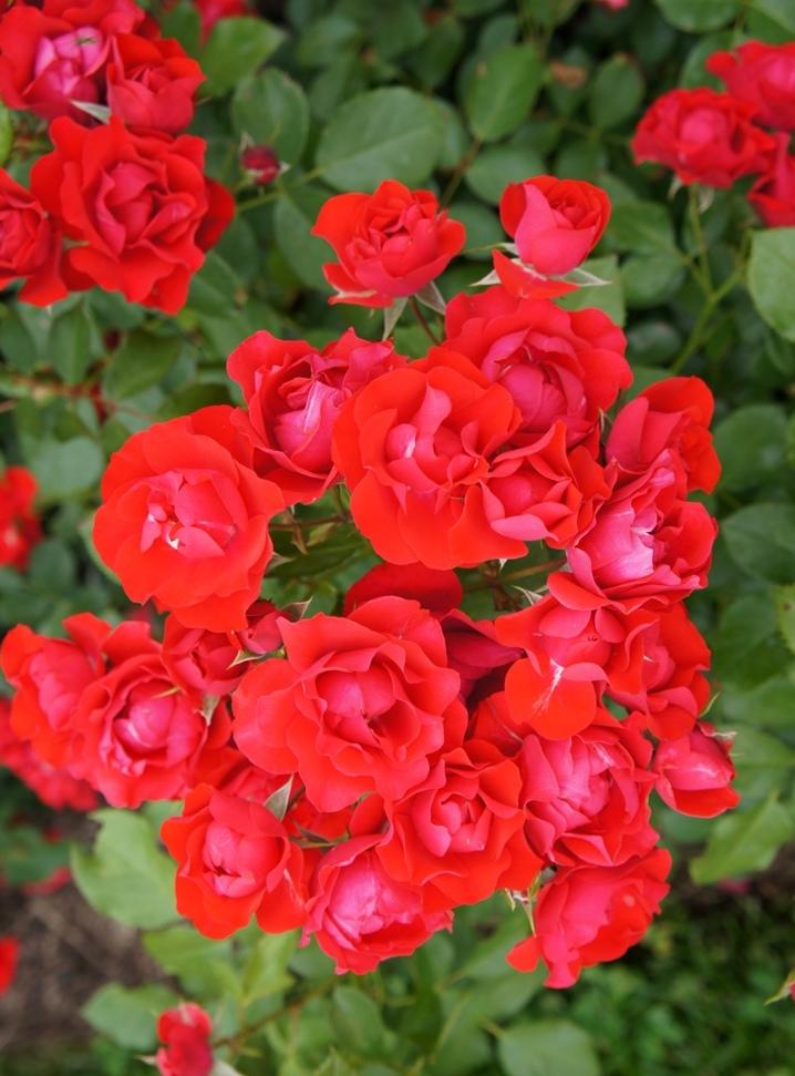Photo of the bloom of Rose (Rosa 'Black Forest Rose') posted by skylark ...